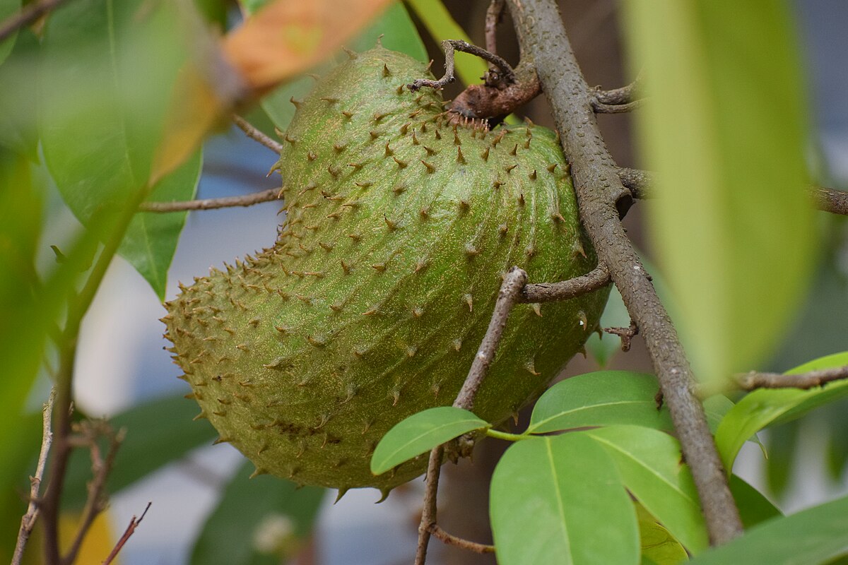 10 Manfaat Buah Sirsak untuk Kesehatan, dari Cegah Sembelit hingga Jaga ...